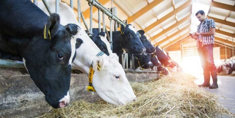 The Benefits of Feeding Solutions for Efficiency and Nutrition for Farm ...