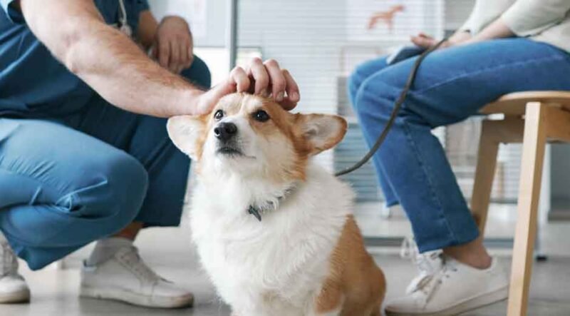 Navigating Disability Insurance Options for New Veterinary Graduates ...